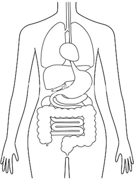3 a tekening torso schematisch - eduVIP