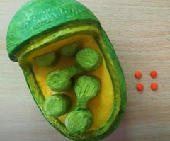 Een DIY-model van een chloroplast - eduVIP